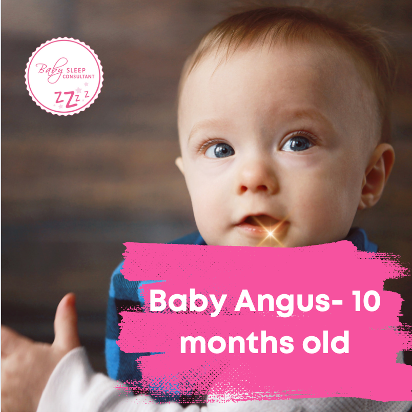 Baby Angus- 10 months old